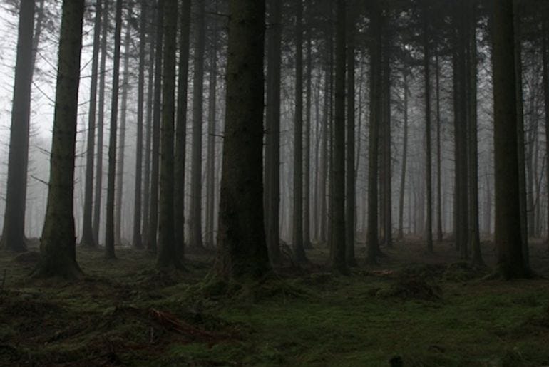 Hoia-Baciu Forest: Romania's Enigmatic and Haunted Woodland - Scary Nights